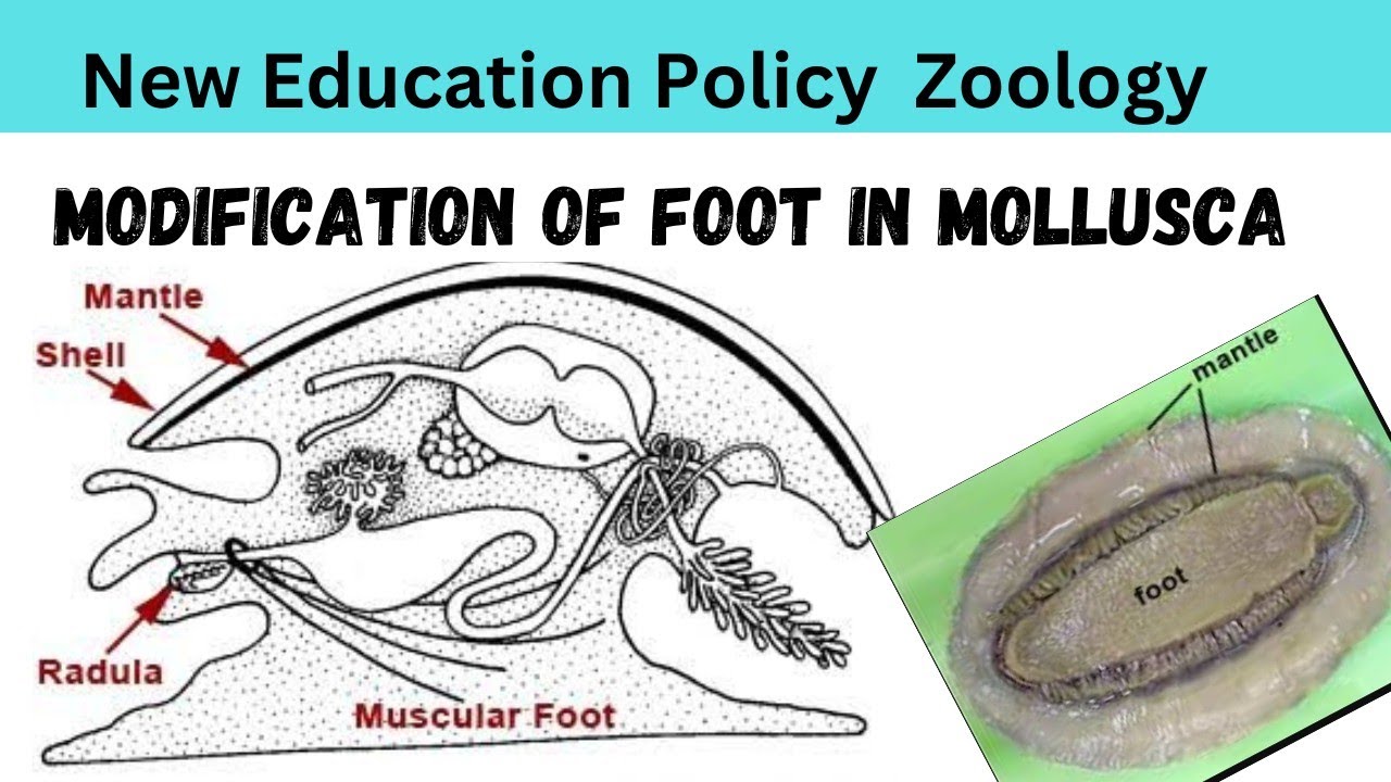Modification Of Foot In Mollusca | New Education Policy | Dr Ishfaq Sir ...