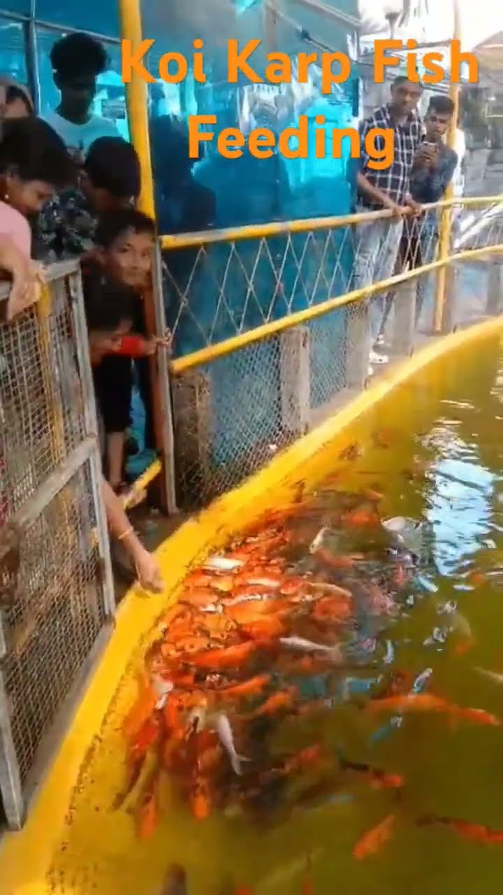 Koi Karp Fish Feeding #like #pleasesuscribe #abudhabiloversvlog - YouTube