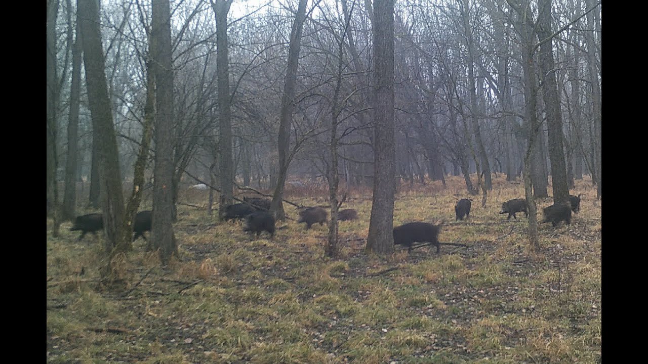 The black army (wild boars). A fekete sereg. - YouTube