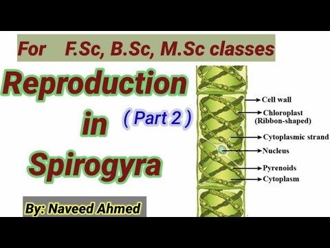 Reproduction in spirogyra | ( Vegetative, Asexual & Sexual ) - YouTube