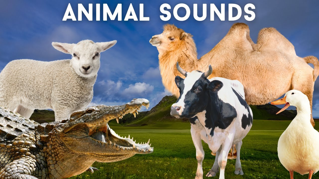 Symphony of Nature: The Captivating Sounds of Animals - YouTube