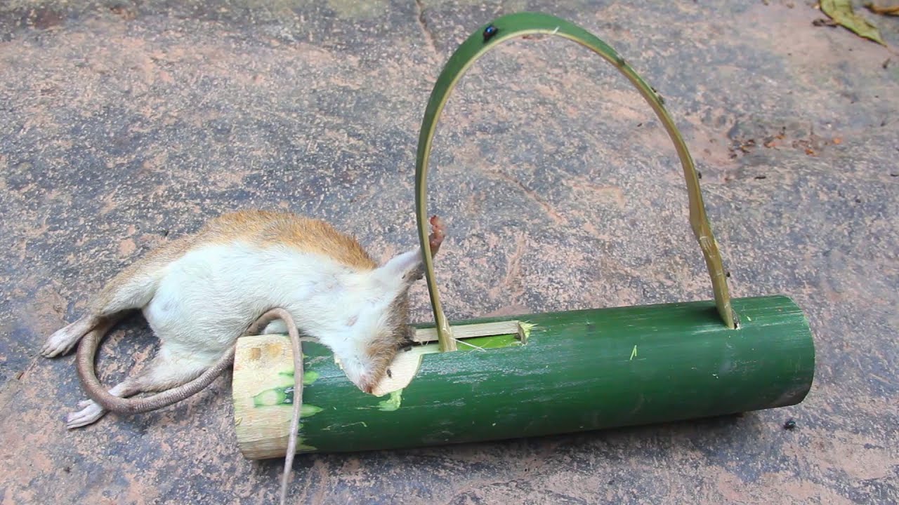 making amazing bamboo mouse trap in forest to catch mouse - YouTube