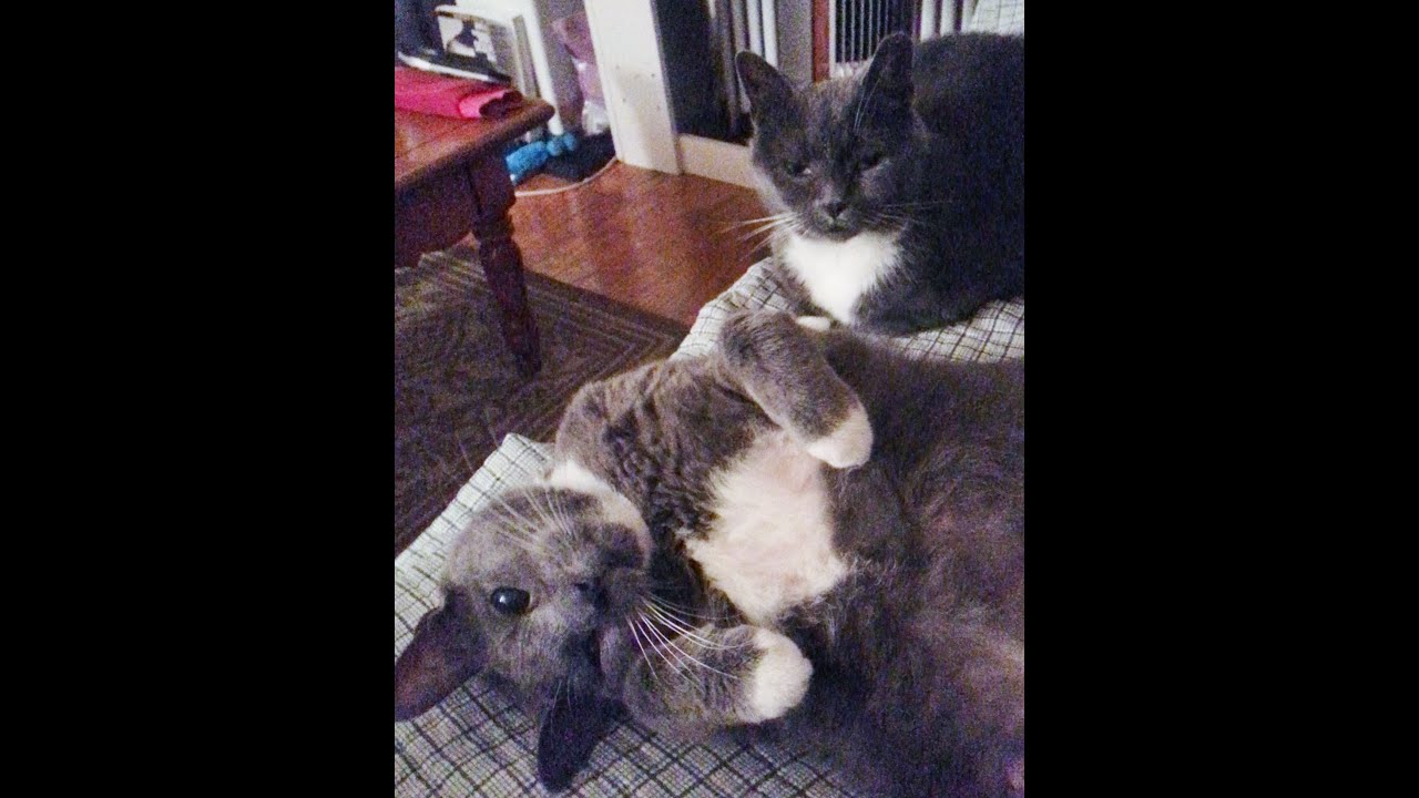 Fast cat for line work!! - YouTube