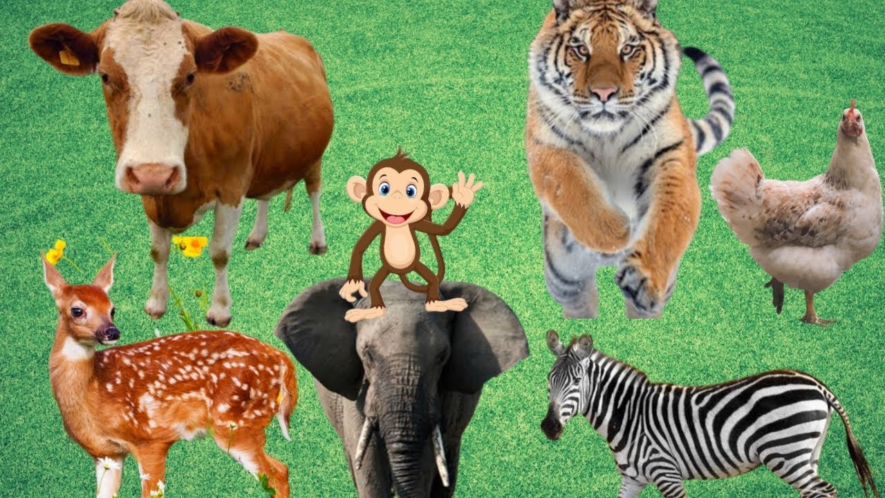 cut animals learning kids animals sound cat dog hen deear #wildlife # ...