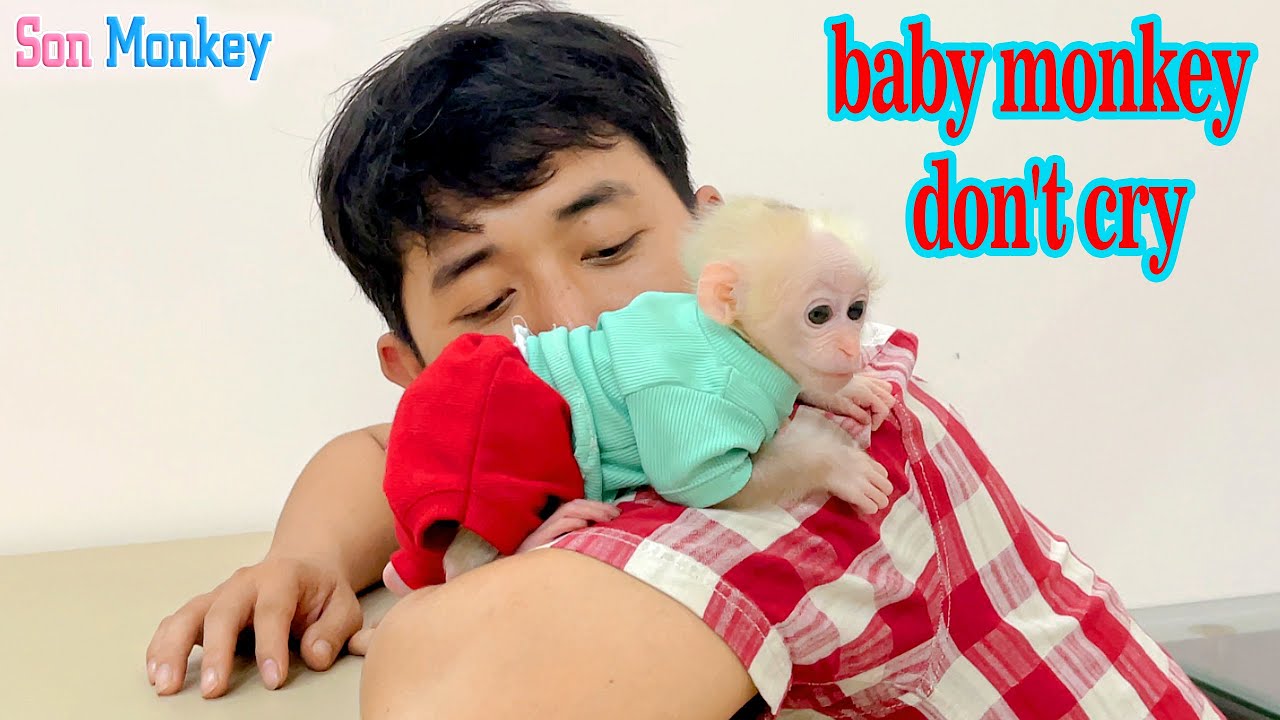 What will a smart baby monkey do when his dad teases him? - Son Monkey ...
