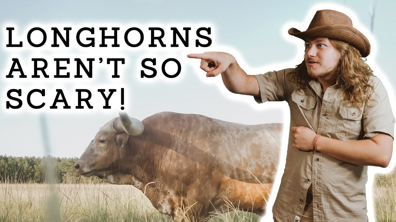 The Longhorn Dealer - Longhorns aren’t so scary! - YouTube