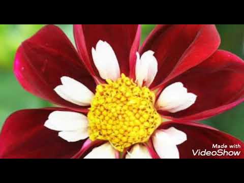 Rumir Ichha||রুমির ইচ্ছা||Naresh Guha||নরেশ গুহ||Ishani||ঈশানী ...