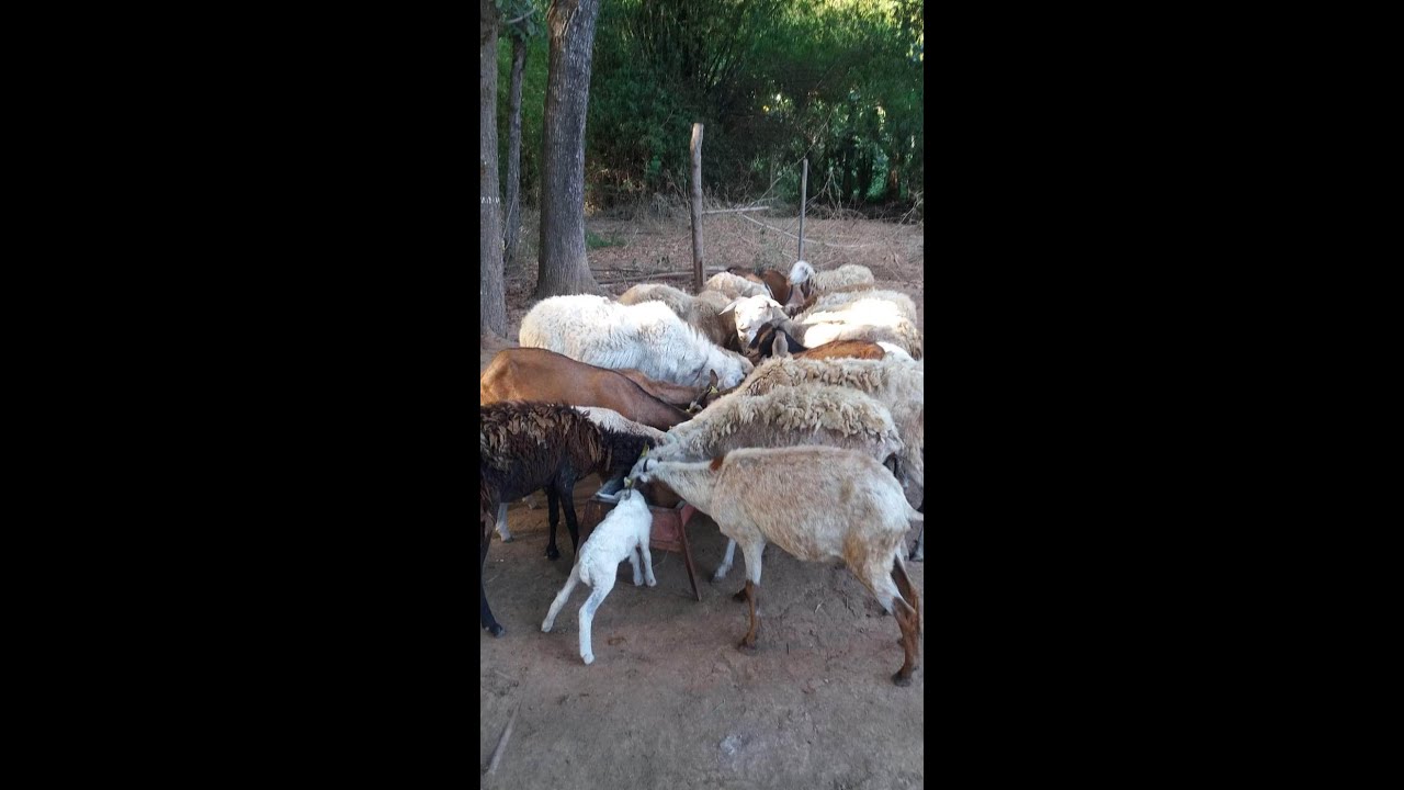 How to cook the SHEEP OR TUPA - YouTube