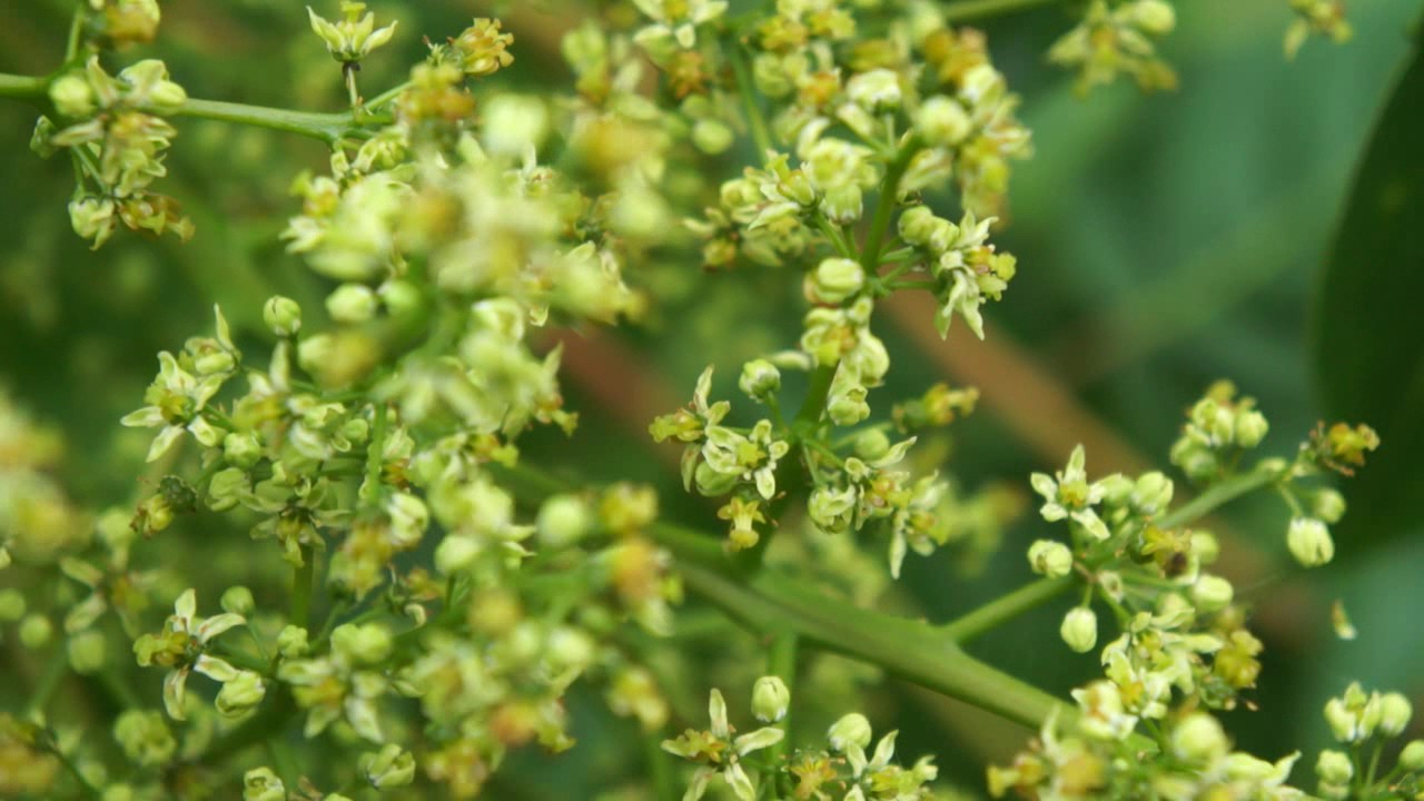 Educational videos on nature (Tree of heaven - flowers close up) - June ...