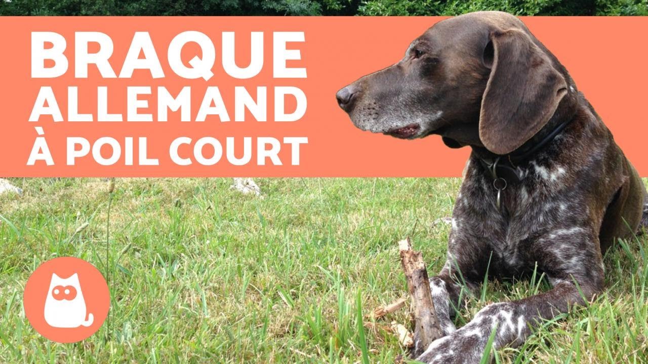 Braque allemand à poil court - Éducation et caractéristiques - YouTube