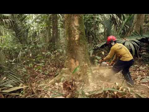 Amazon Rainforest LOSS & Global Oxygen LEVELS (01 & 02) V1 - YouTube