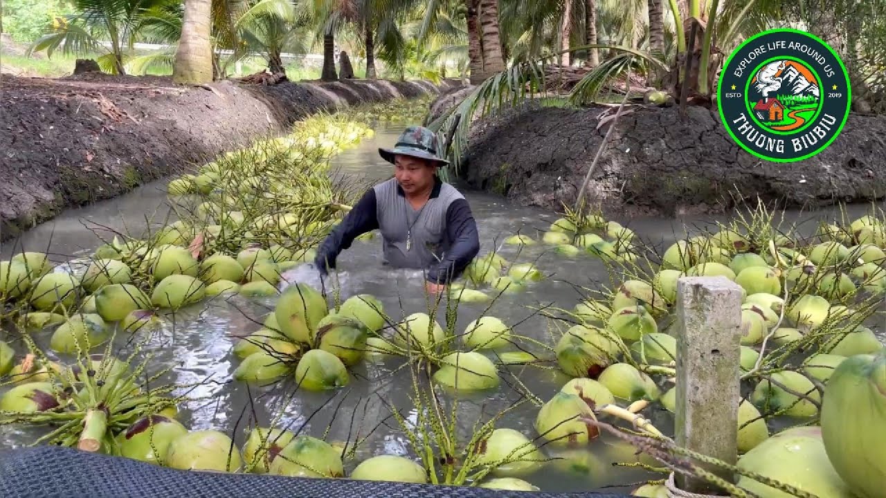 Coconut Harvest: Impressive Skills That Will Amaze You - YouTube