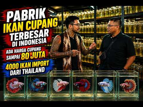 PABRIK IKAN CUPANG TERBESAR DI INDONESIA HARGA CUPANG SAMPAI 80 JUTA, 4000 IKAN IMPORT DARI THAILAND