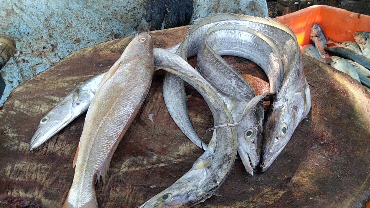 vaala meen cutting video/kasimedu fish Market/ fishcuttingsk - YouTube