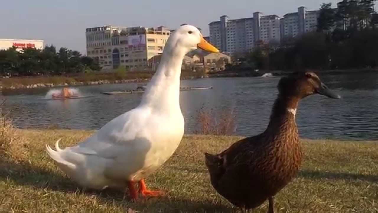 duck standing magnificent in sunshine 20140408 171635 - YouTube