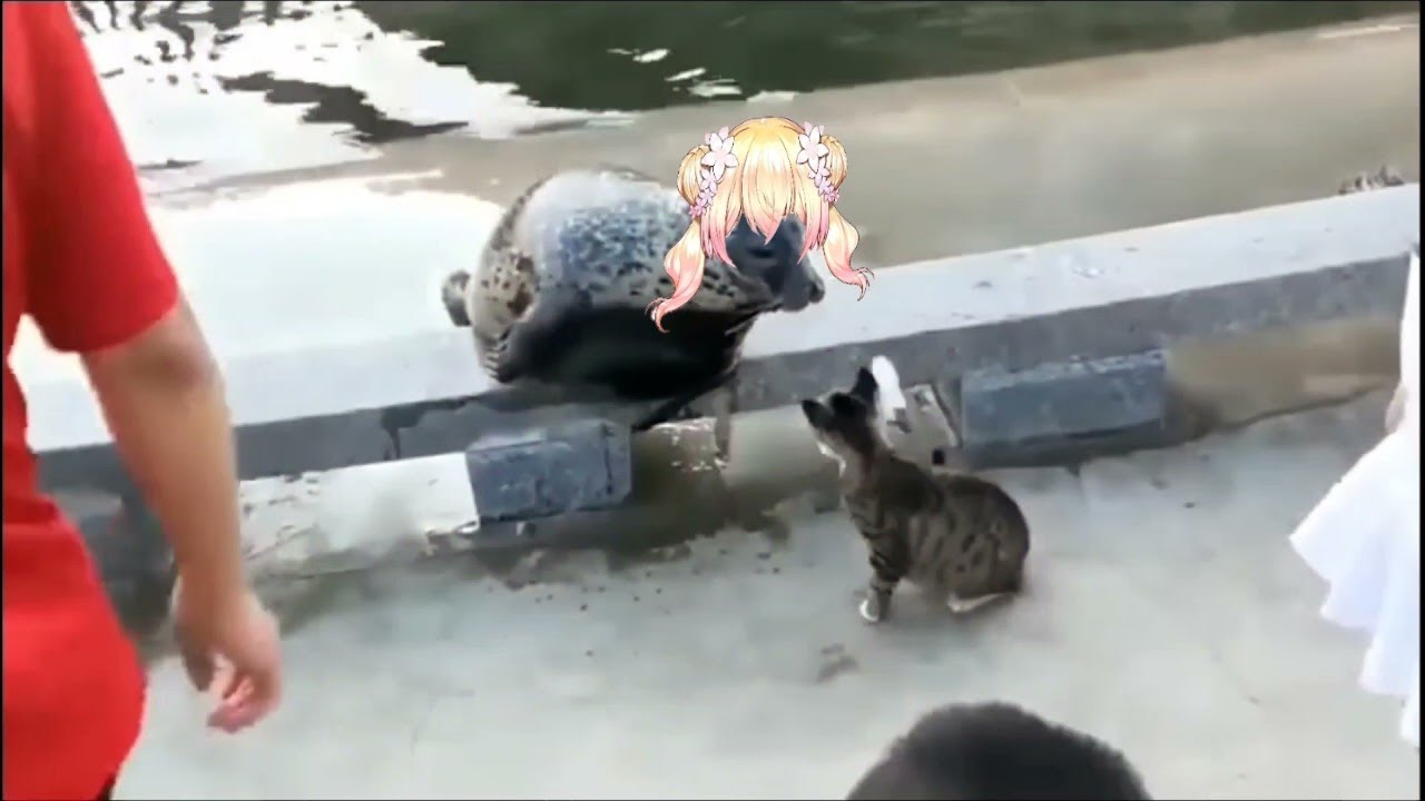 Botan slap seal nene - YouTube