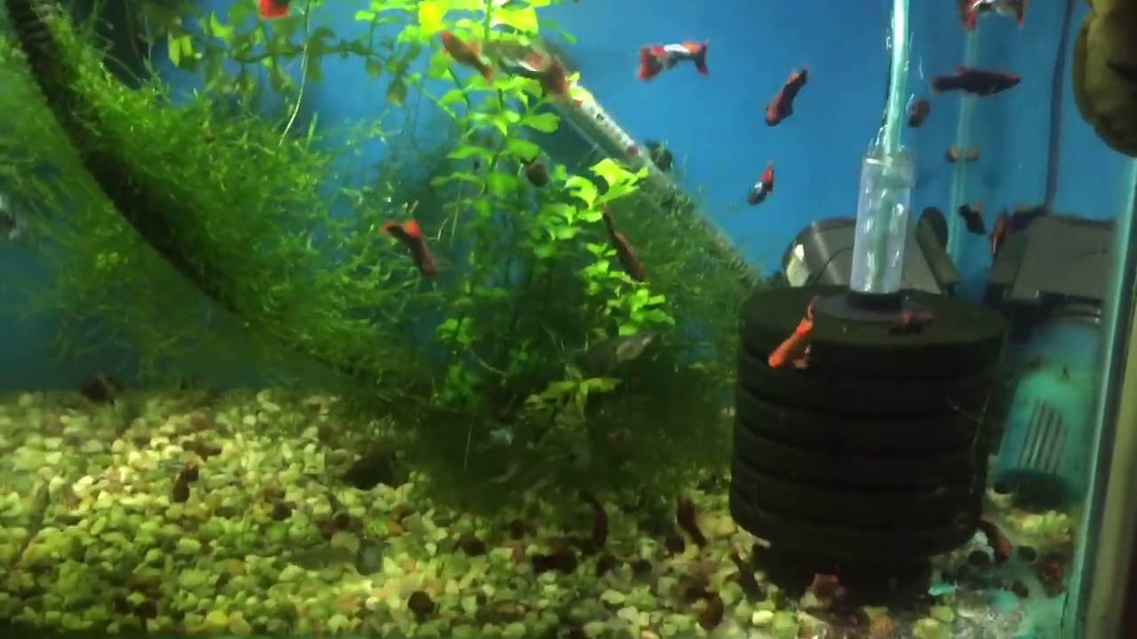 Red alpha swordtails. Fb:Ganbat gambaa - YouTube