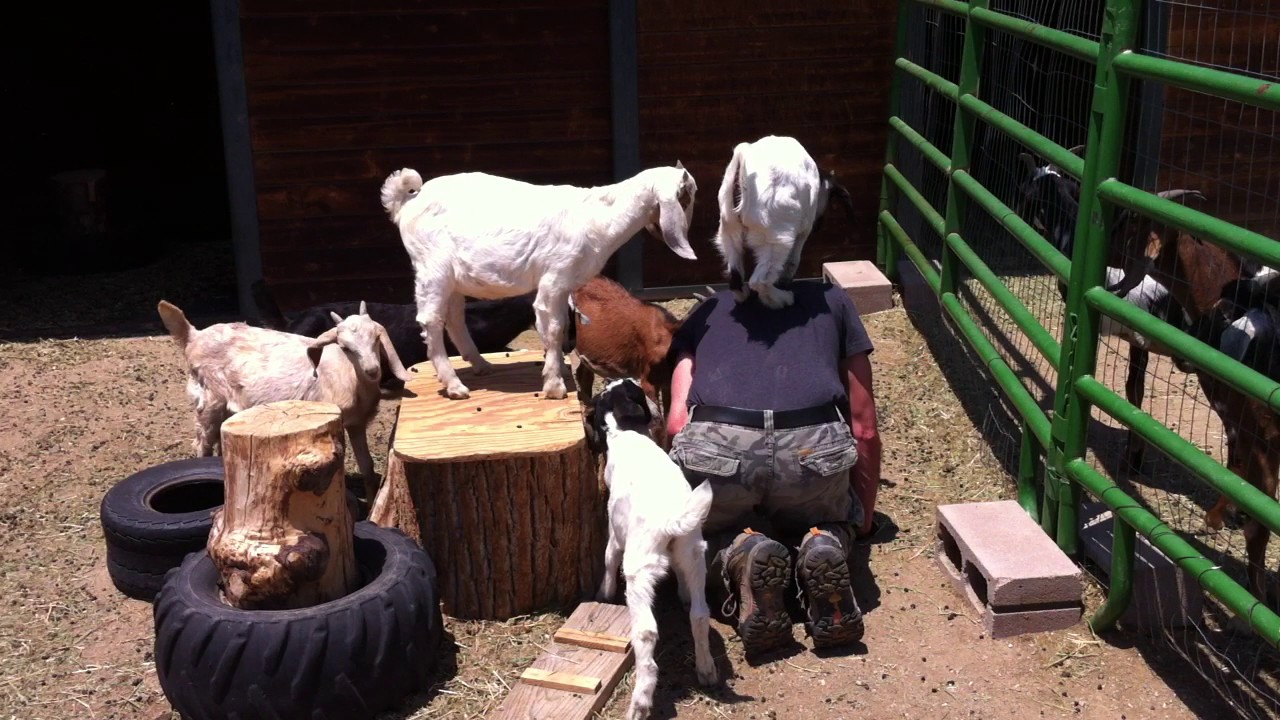 Stunt Goats - YouTube
