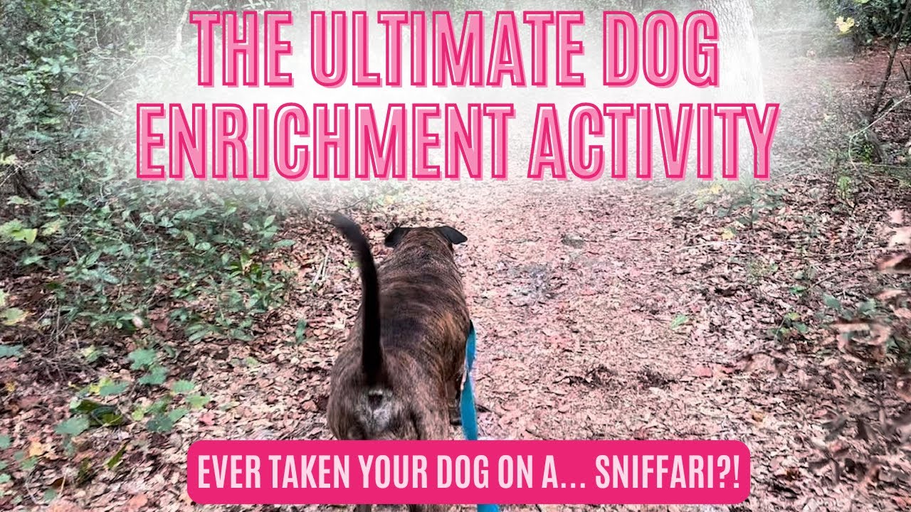 Sniffari Dog Enrichment Idea - YouTube