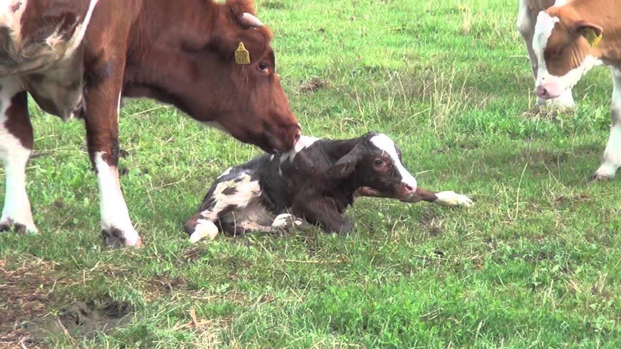 Kalfje net geboren in Gijzenrooi - YouTube