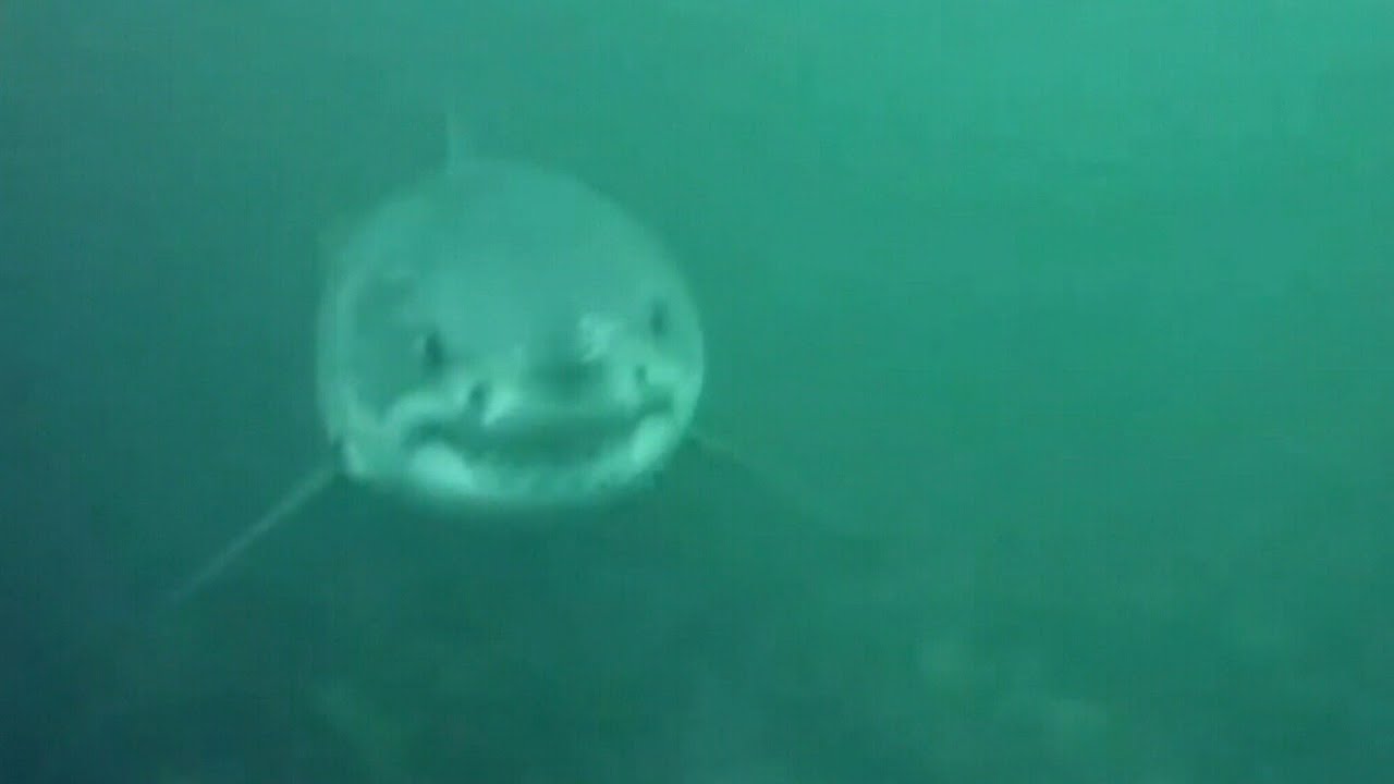 Great white shark spotted off the coast of Nova Scotia | CAUGHT ON CAM ...