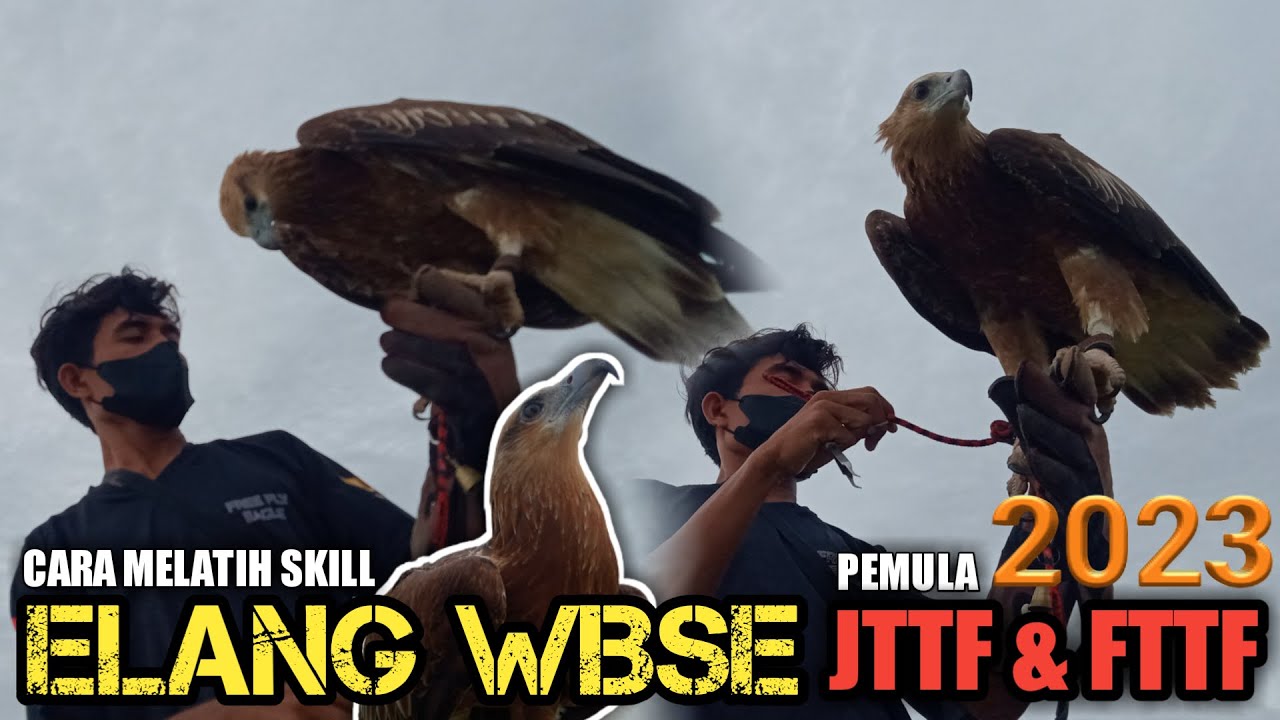 melatih burung ELANG WBSE skill FTTF & JTTF bernama Raya (ELANG LAUT ...