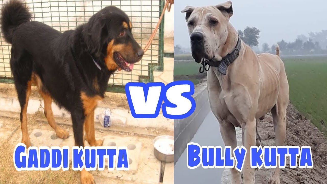 Bully Kutta vs Gaddi kutta Indian dog breeds comparison videos - YouTube