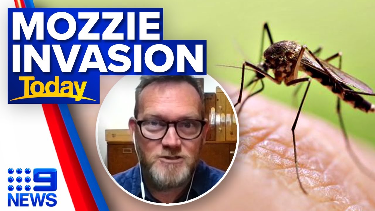 Australia to see explosion in mosquito numbers | 9 News Australia - YouTube