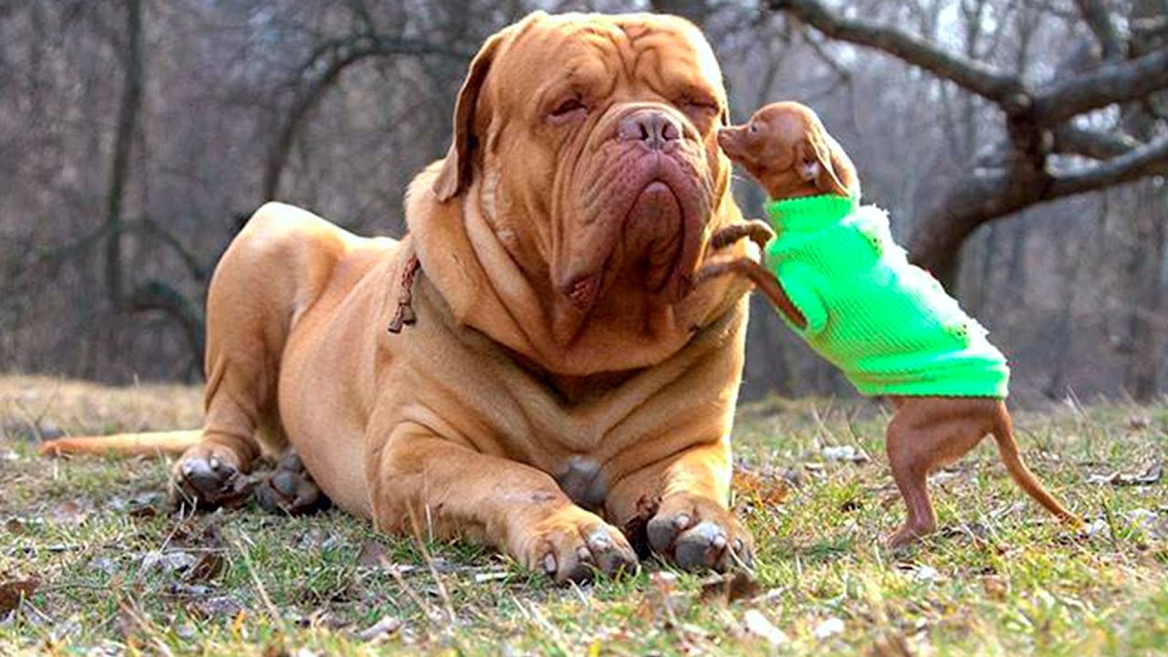 Самые большие породы собак мира - ТОП 10 - YouTube