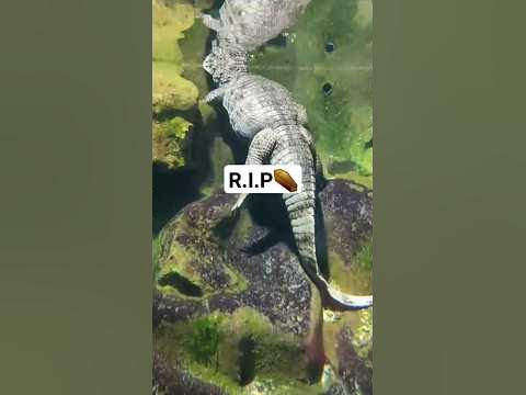 Crocodile Attack Caught on Camera! 😱 - YouTube