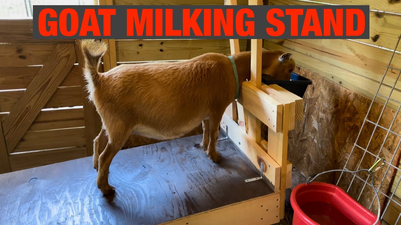 How to Build a GOAT MILKING STAND! - YouTube