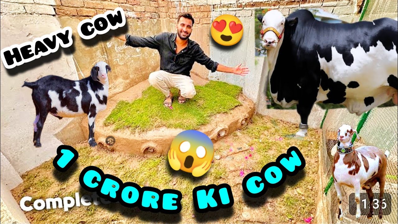50Lac Ka Monster Cow 😱 ️ | Cow Mandi Special Vlog 🥰🔥 - YouTube