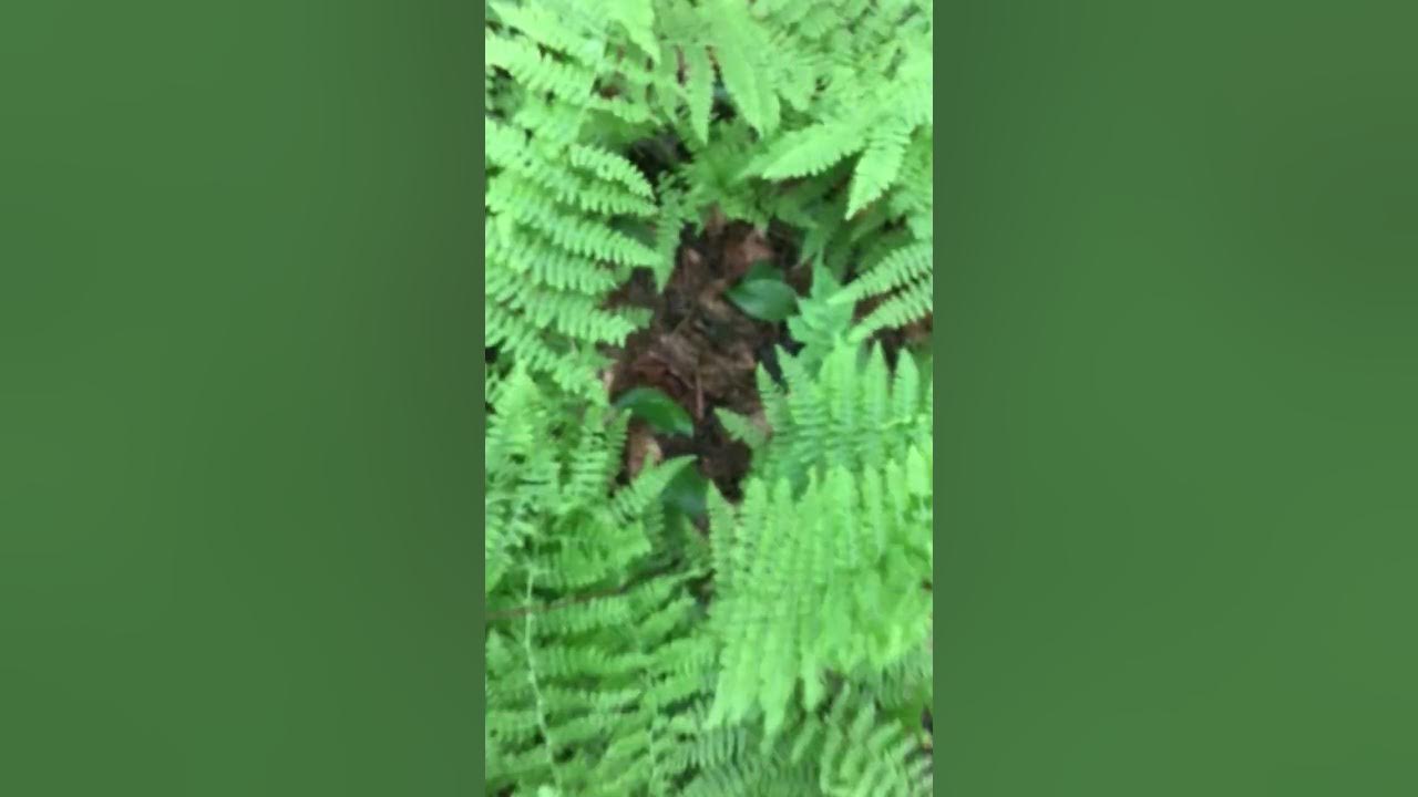 Squirrel #23 - YouTube