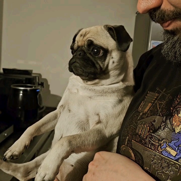 Kiwi the pug episode #42 #cute #cutedog #doglover #love #pug #daddy # ...