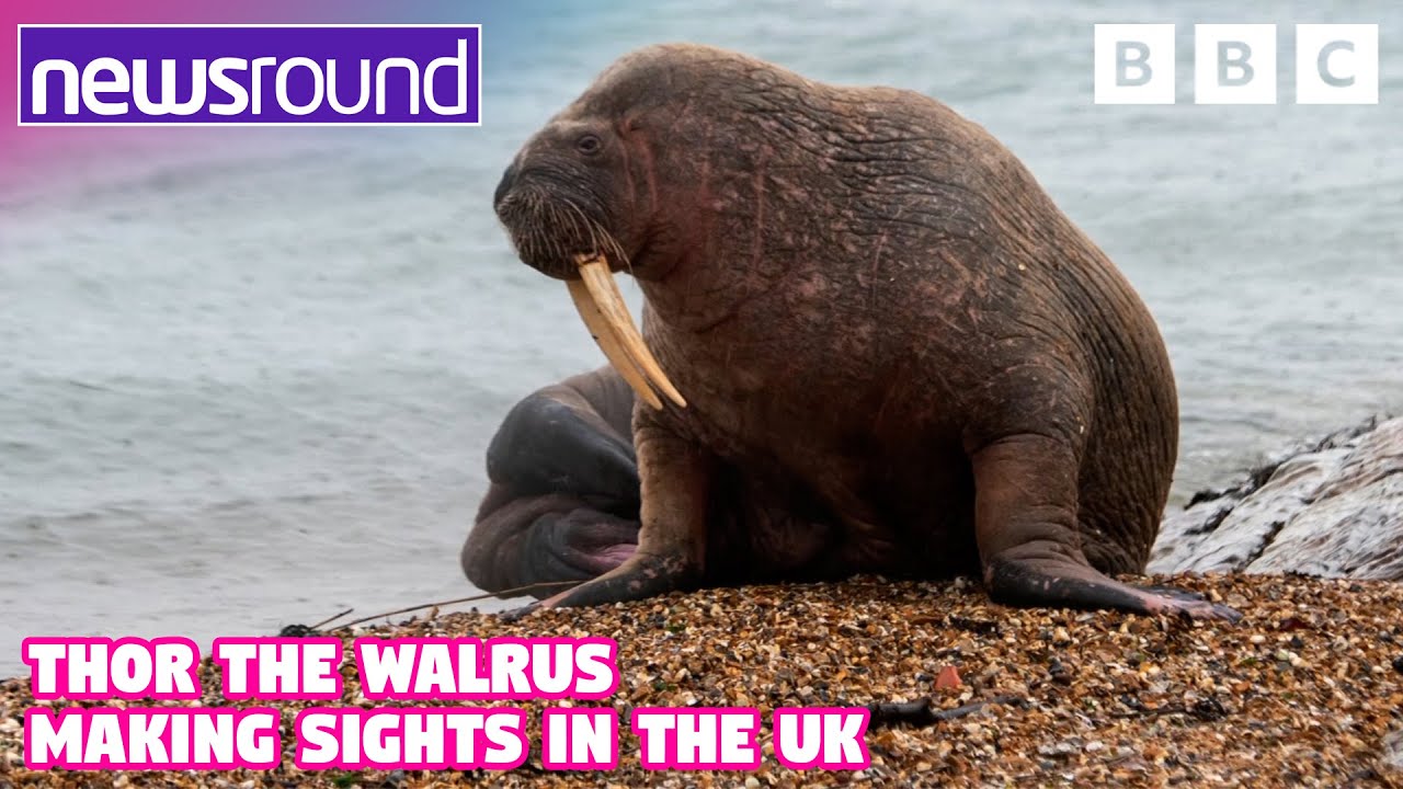 Counting Walruses from Space? 🌊 | Newsround - YouTube