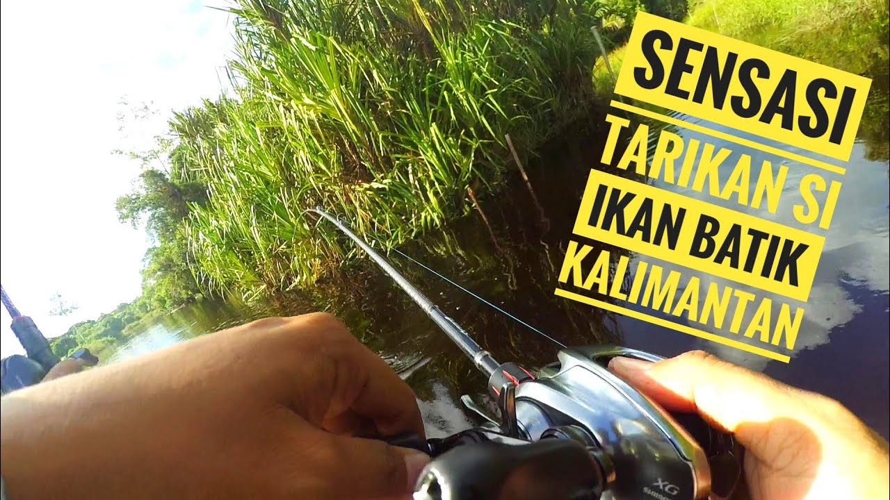Sensasi Tarikan Toman Bunga, si Batik Kalimantan ! - YouTube