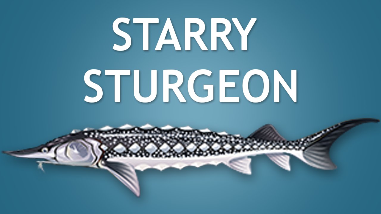 Elltharis - STARRY STURGEON (5★) - YouTube