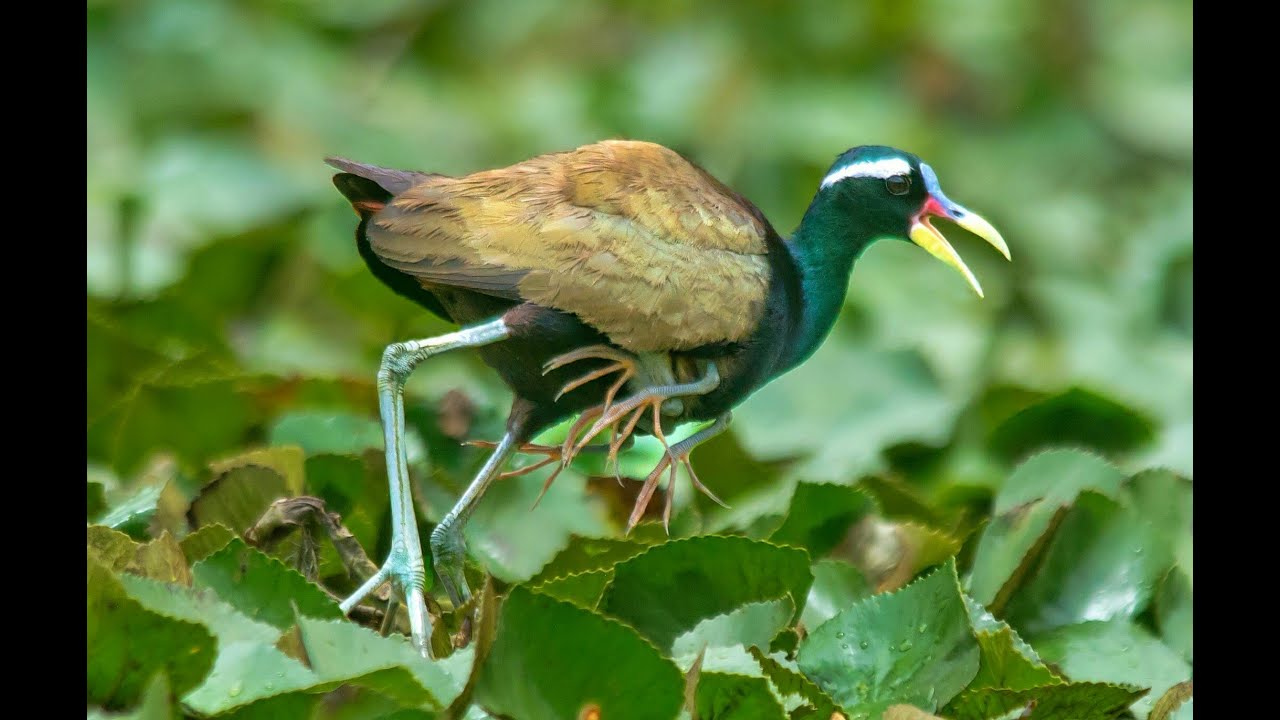 Jacana daddy carries chicks under the wings best video - YouTube