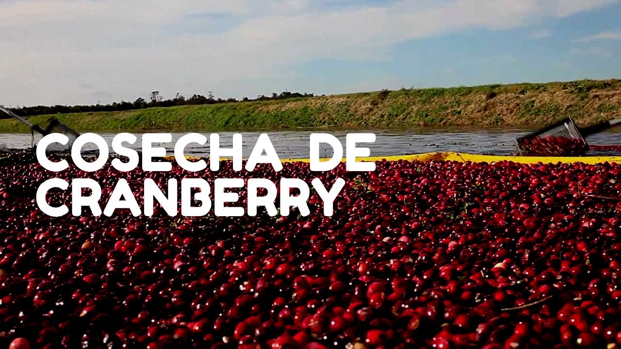 Cosecha de Arándano o Cranberry - YouTube