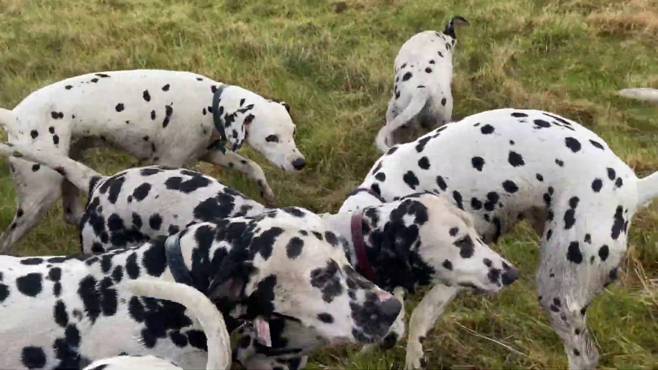 Dalmatian walk with 9 dalmatians - YouTube
