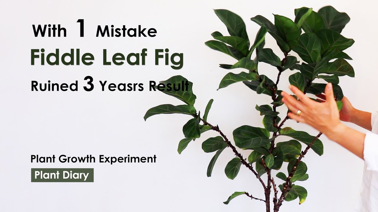 I Ruined My Fiddle Leaf Fig Tree: One Mistake I Made After 3 Years Of Growth.Plant experimnt ...