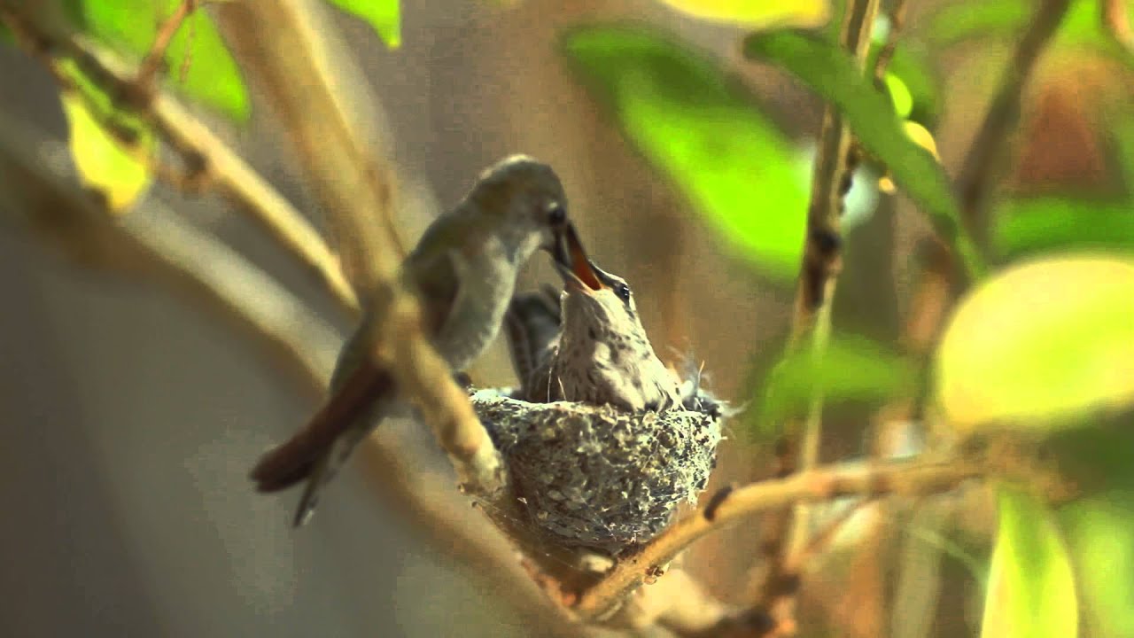 Mother hummingbird feeding baby hummingbird - YouTube
