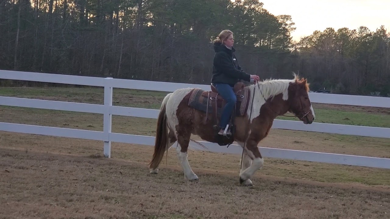 Paint haflinger cross gelding riding 13.3 hands - YouTube
