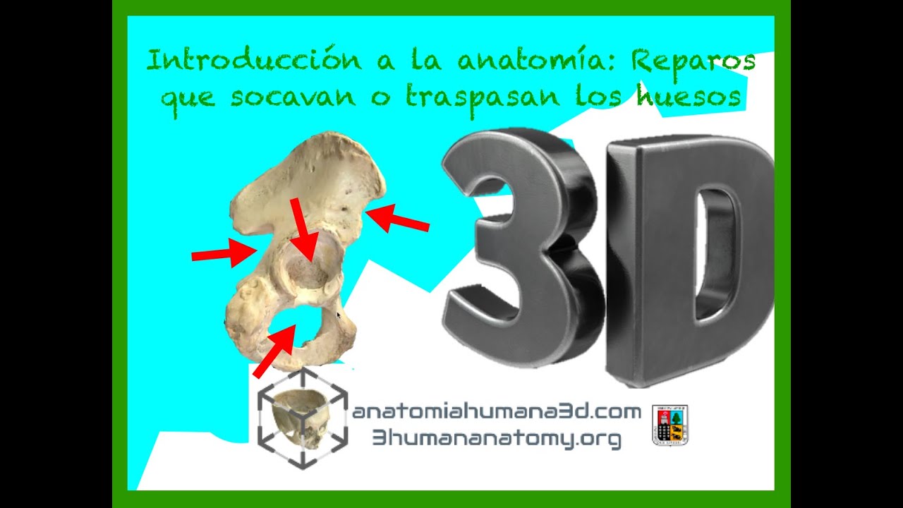 Introducción a la anatomía: Reparos que socavan o traspasan los huesos ...