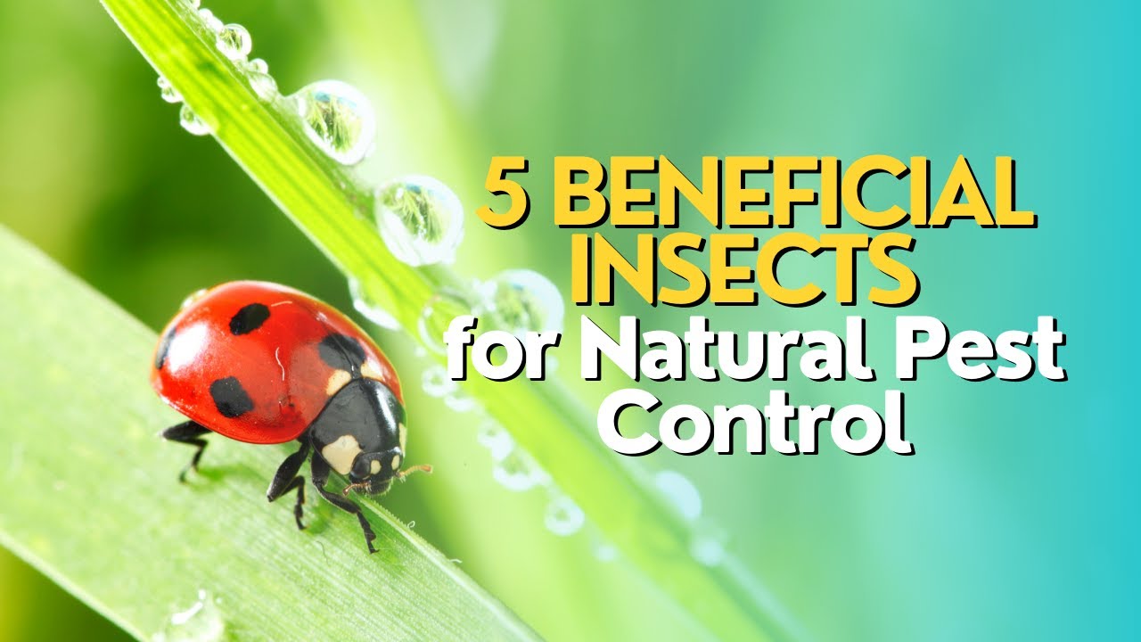 Top 5 Beneficial Insects for Natural Pest Control - YouTube