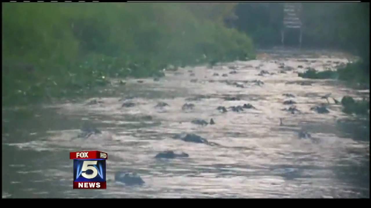 Alligators in South Georgia - YouTube