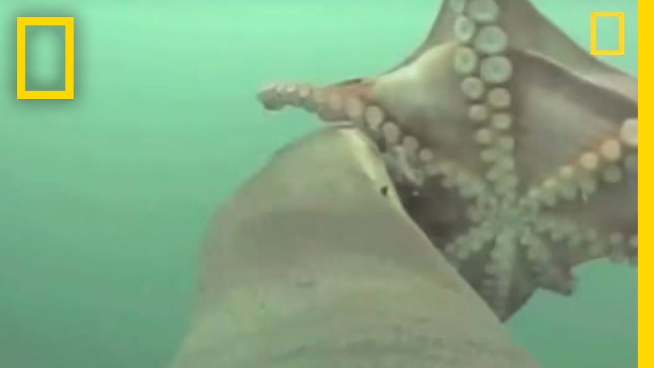 Octopus Vs Seal