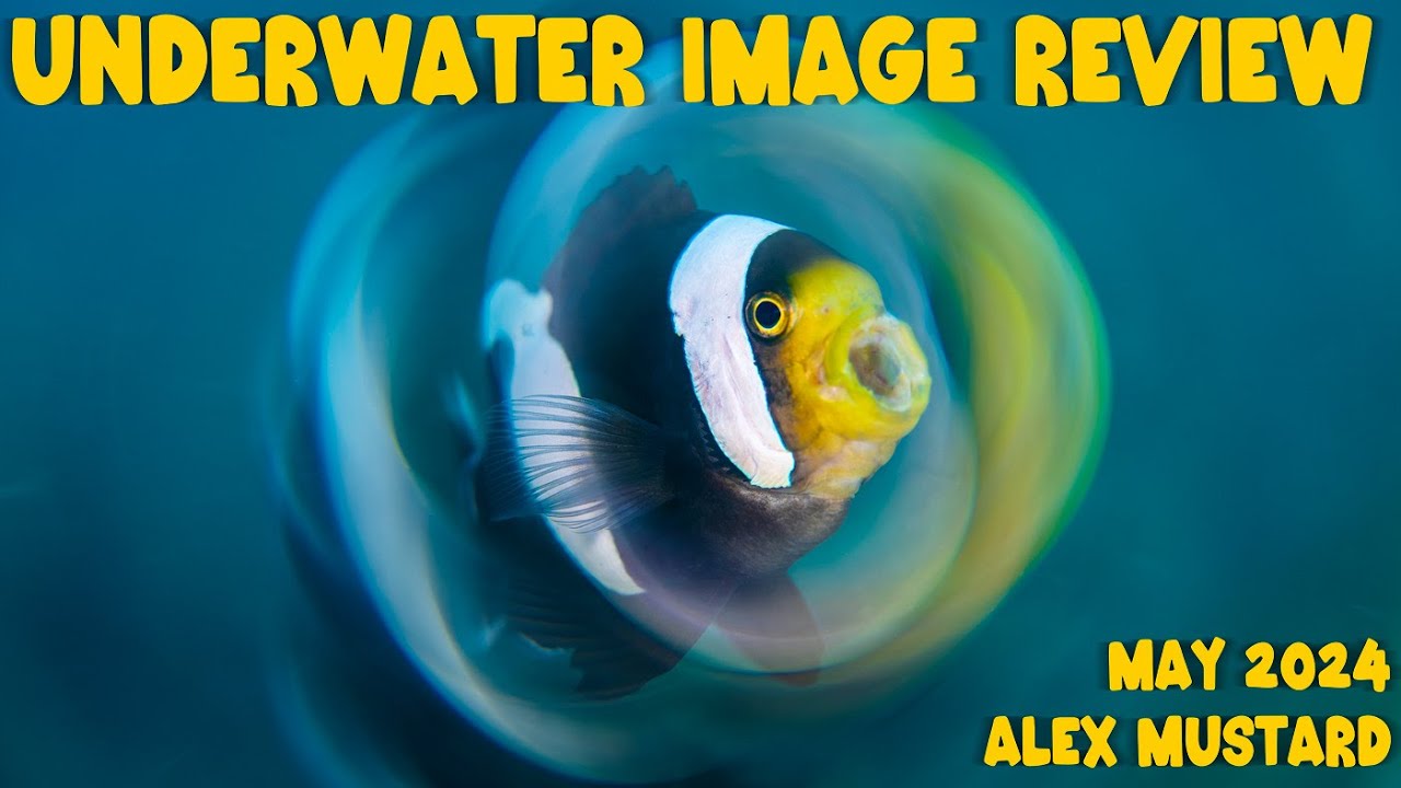 ALEX MUSTARD – UNDERWATER PHOTOGRAPHY