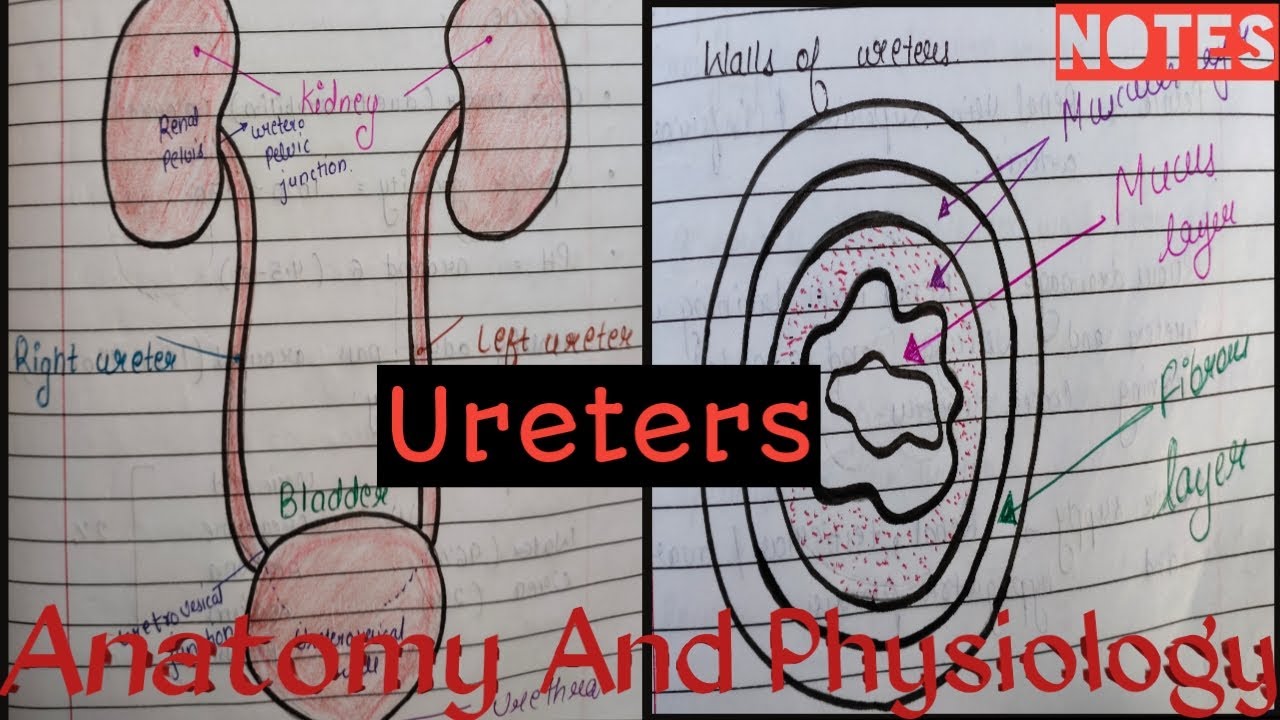 Notes Of Ureters (Anatomy And Physiology) - YouTube
