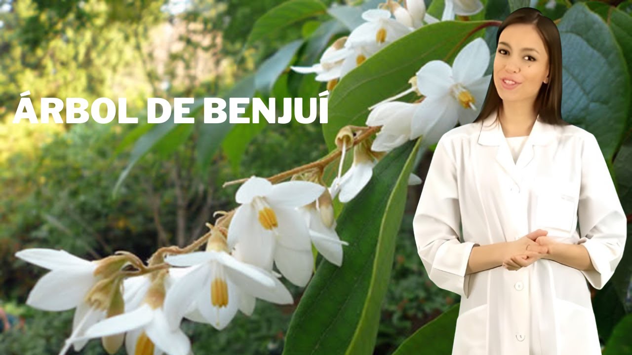 ÁRBOL DE BENJUÍ polvo y planta medicinal, árbol de benjuí para que ...